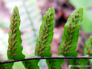 Basic Fern Identification | TrekOhio