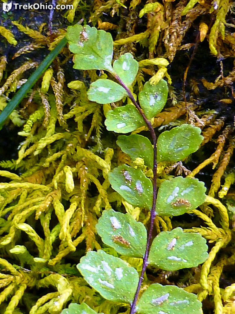 Basic Fern Identification | TrekOhio