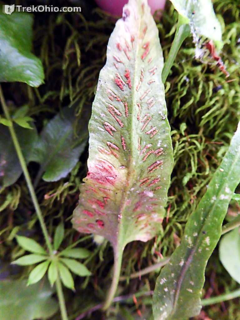 Basic Fern Identification | TrekOhio