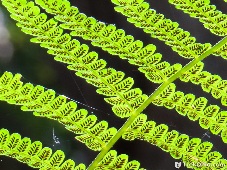 Basic Fern Identification | TrekOhio