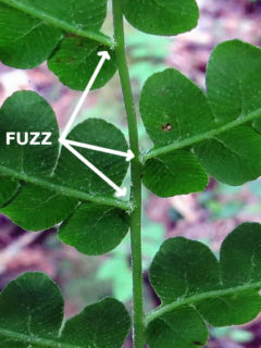 Basic Fern Identification | TrekOhio