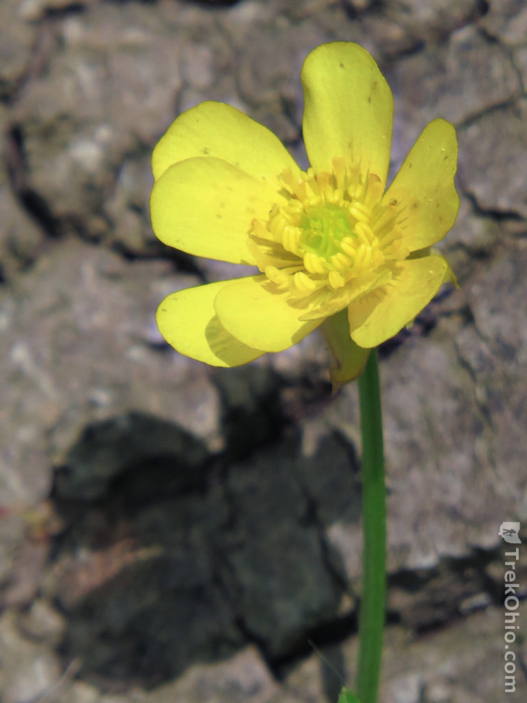Goll Woods State Nature Preserve | TrekOhio