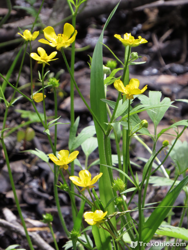 Goll Woods State Nature Preserve | TrekOhio