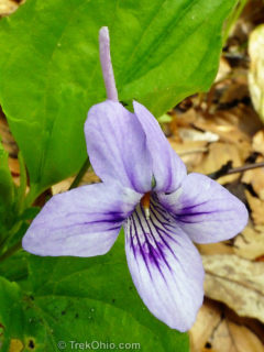 Goll Woods State Nature Preserve | TrekOhio