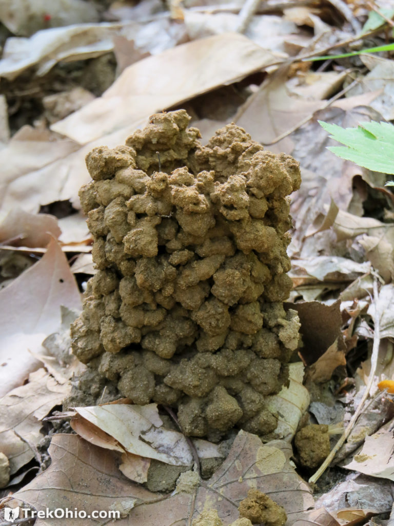 Goll Woods State Nature Preserve | TrekOhio