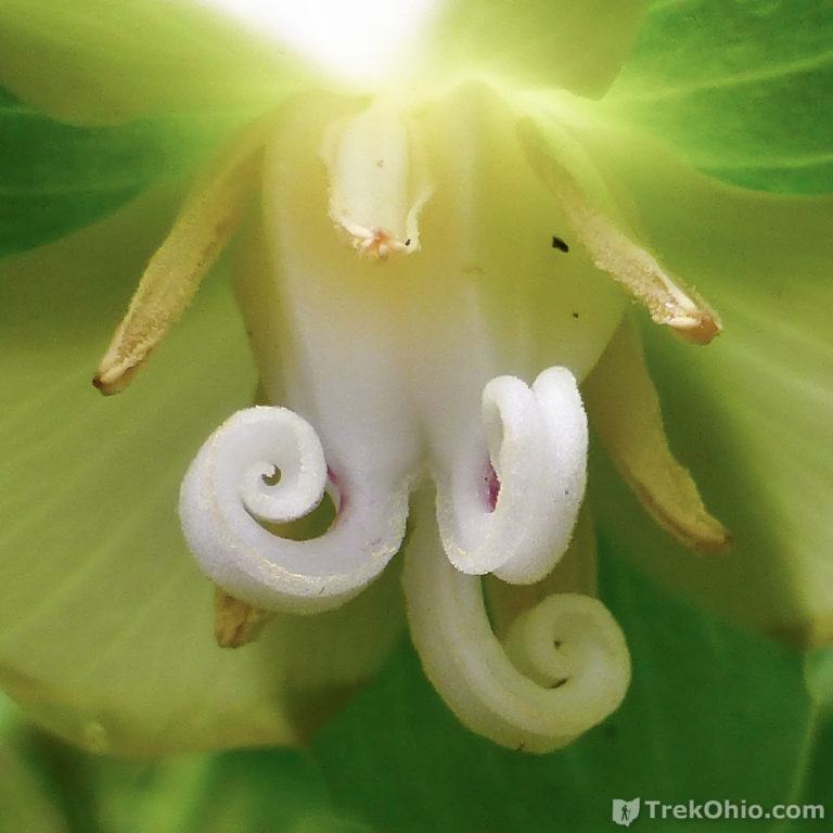Spring Wildflowers 2017 | TrekOhio