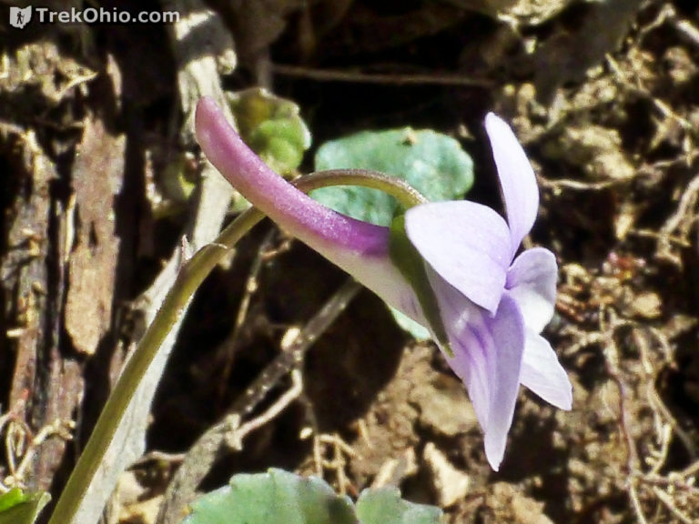 Spring Wildflowers 2017 | TrekOhio