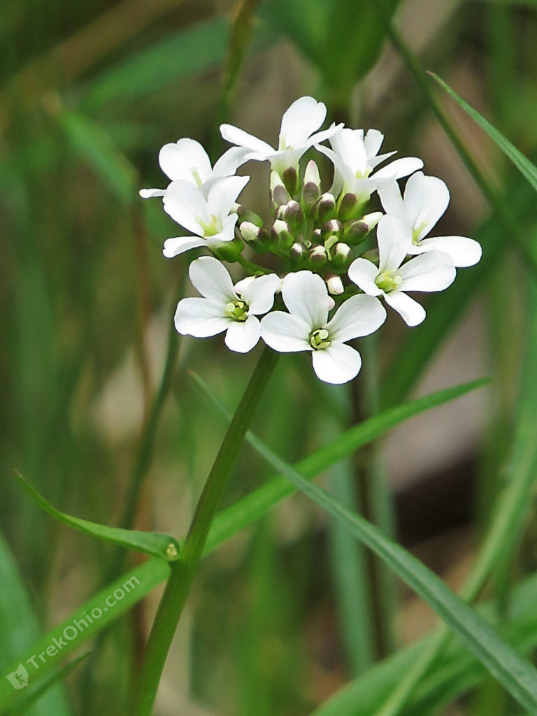 Spring Wildflowers 2017 | TrekOhio