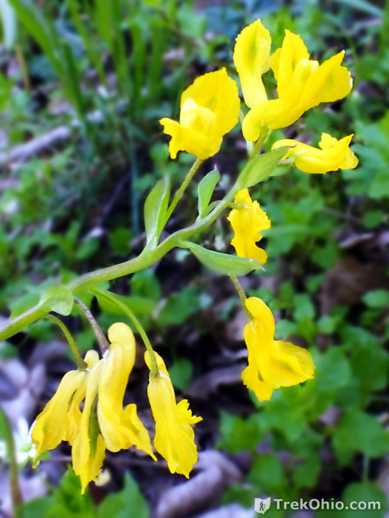 Spring Wildflowers 2017 | TrekOhio