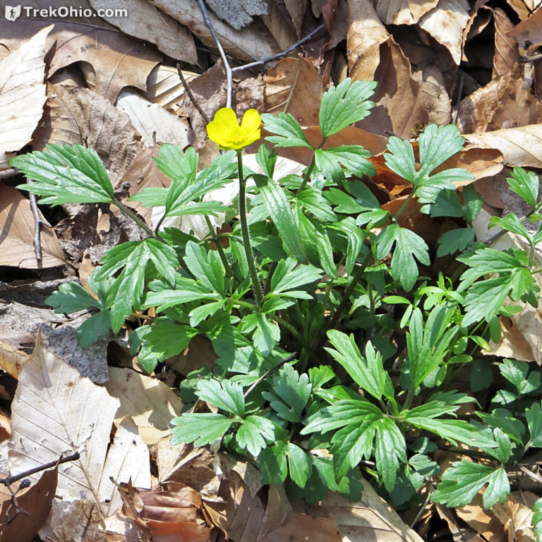 Common Spring Wildflowers in Ohio | TrekOhio