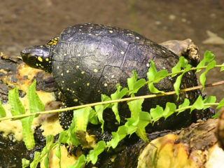 Ohio’s 12 species of turtles at a glance | TrekOhio