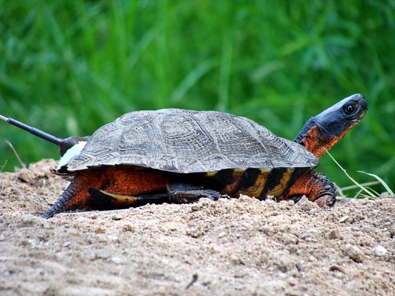 Ohio’s 12 species of turtles at a glance | TrekOhio