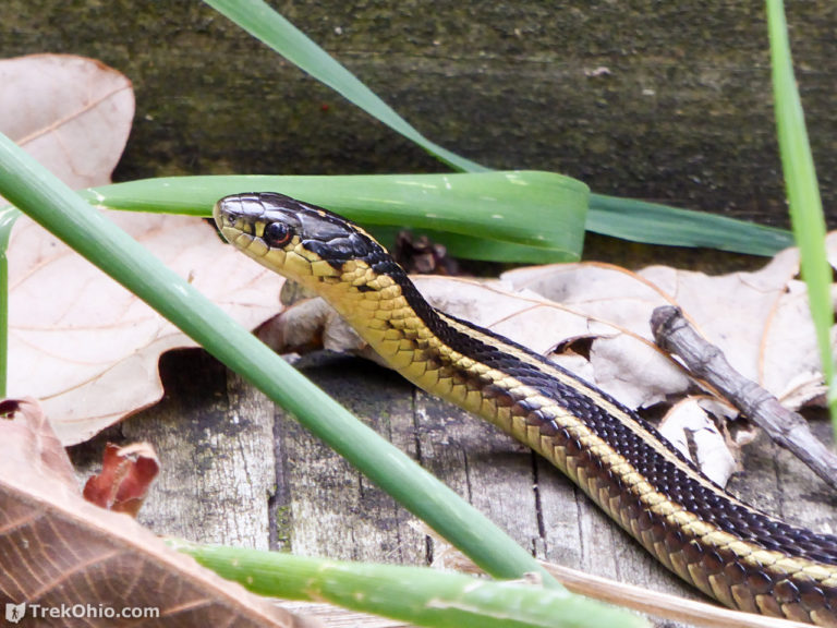 Viewing Wildlife from the Boardwalk at Maumee Bay State Park | TrekOhio