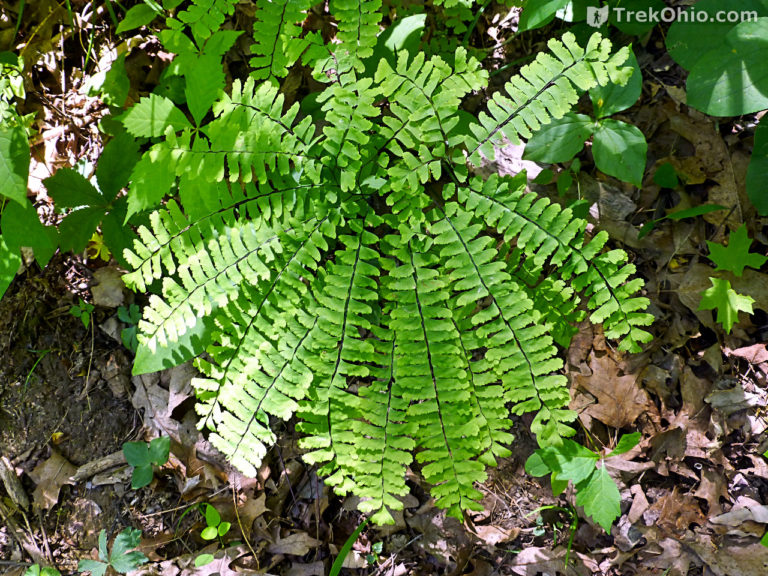 Davis Memorial State Nature Preserve | TrekOhio