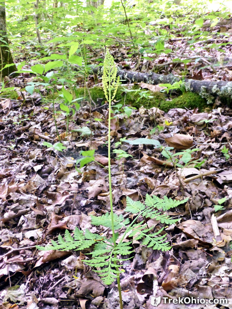 Davis Memorial State Nature Preserve | TrekOhio