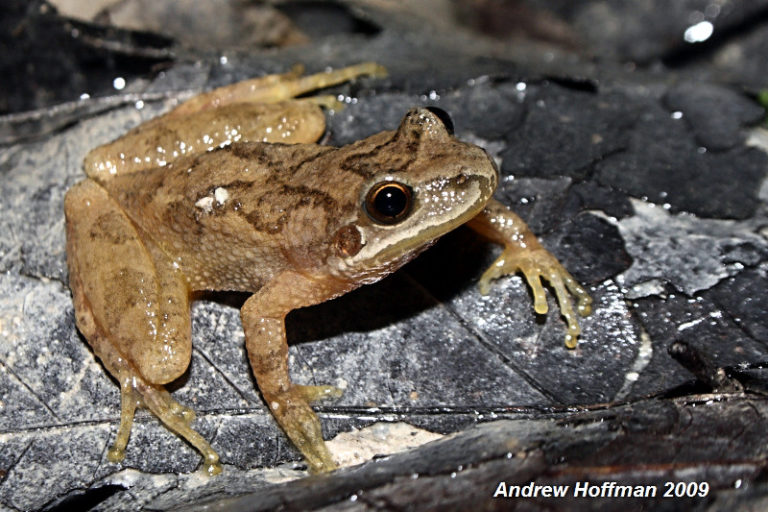 Ohio’s 15 species of frogs and toads at a glance | TrekOhio