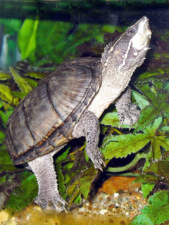 Ohio’s 12 species of turtles at a glance | TrekOhio