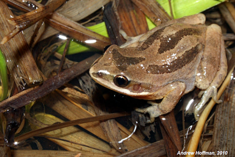 Ohio’s 15 species of frogs and toads at a glance | TrekOhio