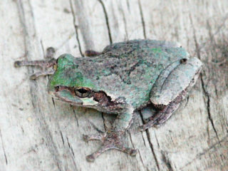 Ohio’s 15 species of frogs and toads at a glance | TrekOhio