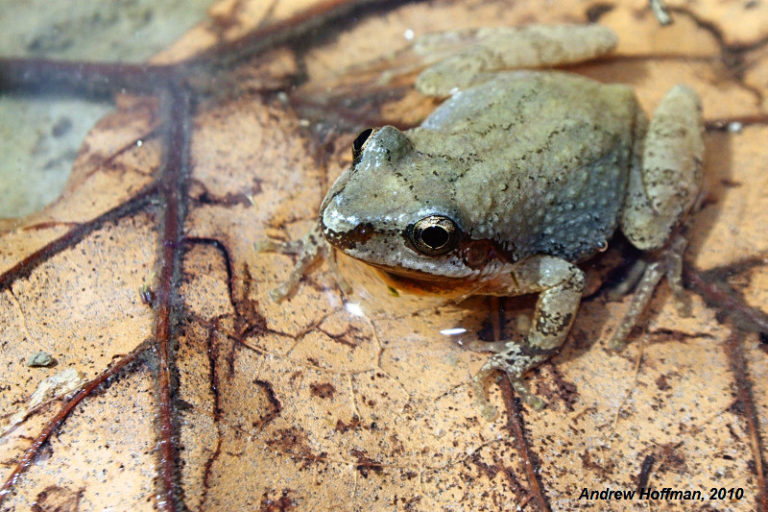 Ohio’s 15 species of frogs and toads at a glance | TrekOhio