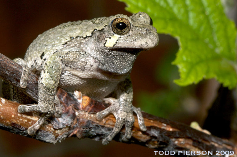 Ohio’s 15 species of frogs and toads at a glance | TrekOhio