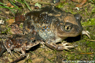 Ohio’s 15 species of frogs and toads at a glance | TrekOhio