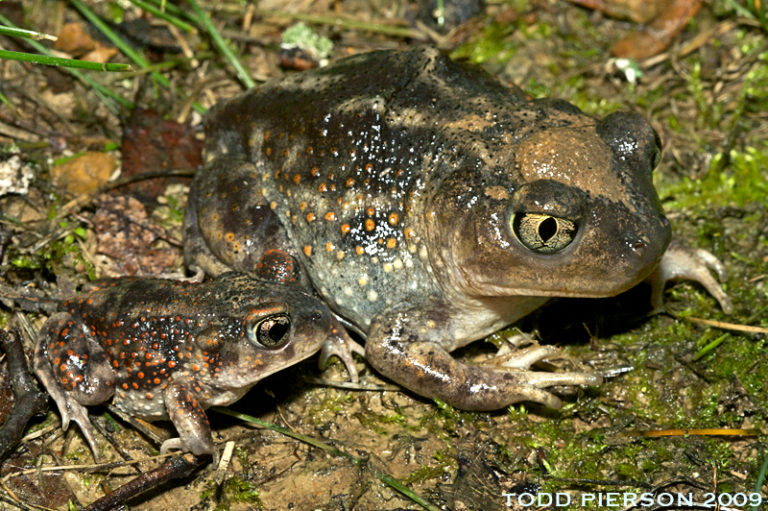 Ohio’s 15 species of frogs and toads at a glance | TrekOhio