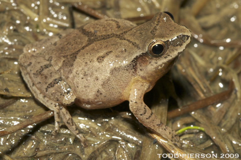 Ohio’s 15 species of frogs and toads at a glance | TrekOhio