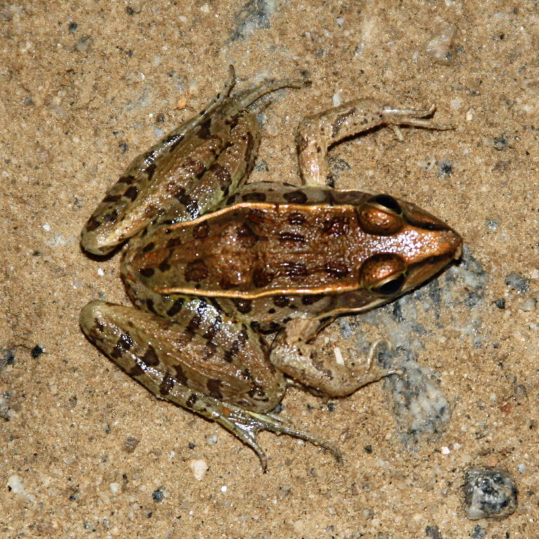 Ohio’s 15 species of frogs and toads at a glance | TrekOhio