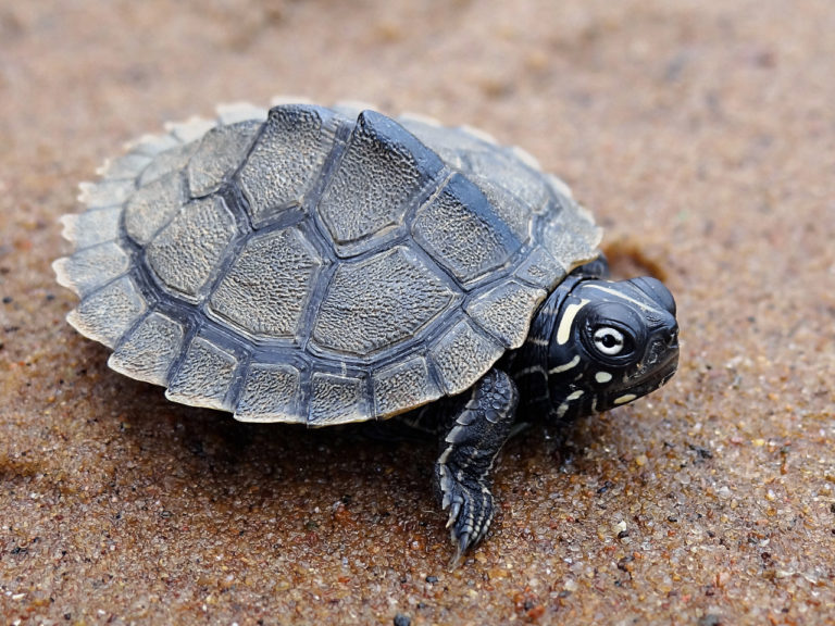 Ohio’s 12 species of turtles at a glance | TrekOhio