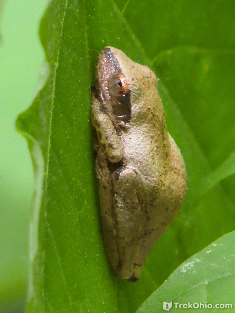 Ohio’s 15 species of frogs and toads at a glance | TrekOhio