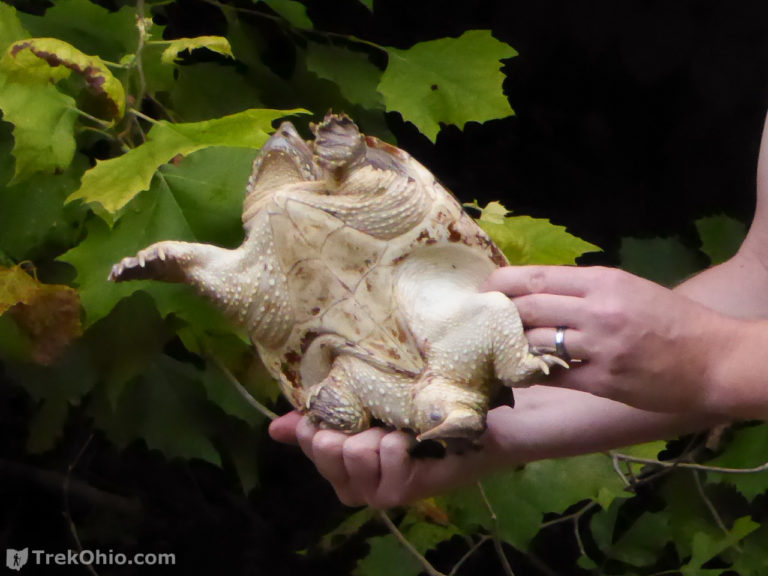 Ohio’s 12 species of turtles at a glance | TrekOhio