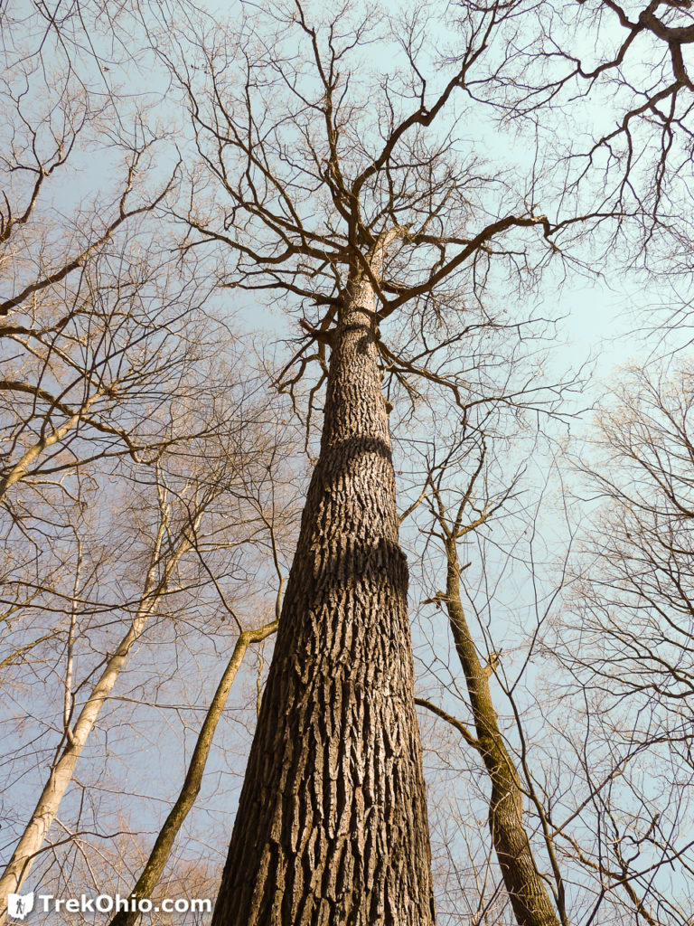Johnson Woods State Nature Preserve | TrekOhio