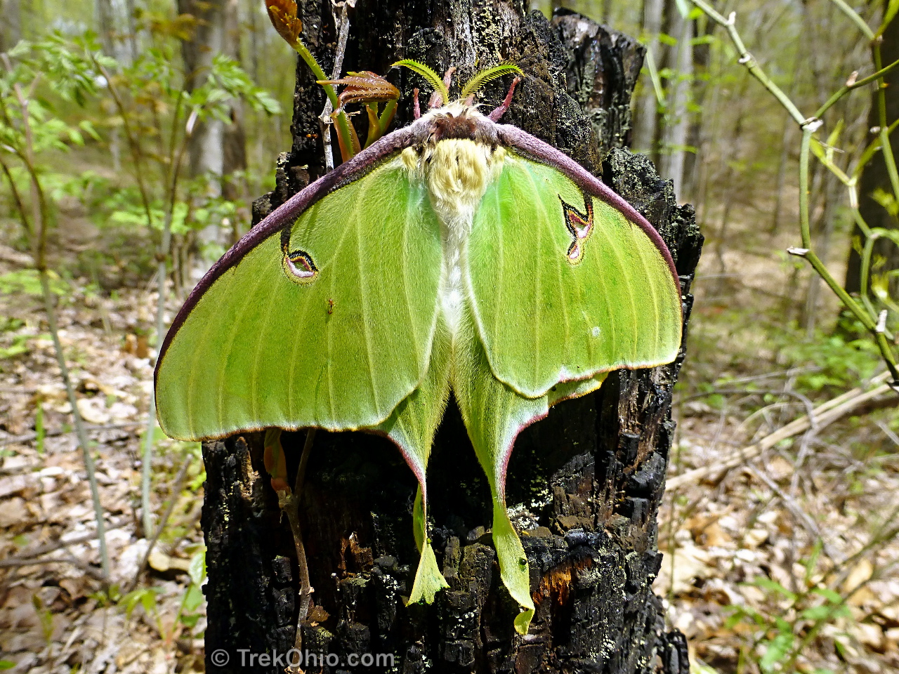 Luna Moth Luna Moth