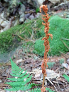 Basic Fern Identification | TrekOhio