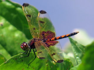 Dawes Arboretum | TrekOhio