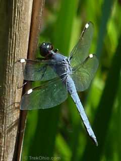 Dragonflies | TrekOhio