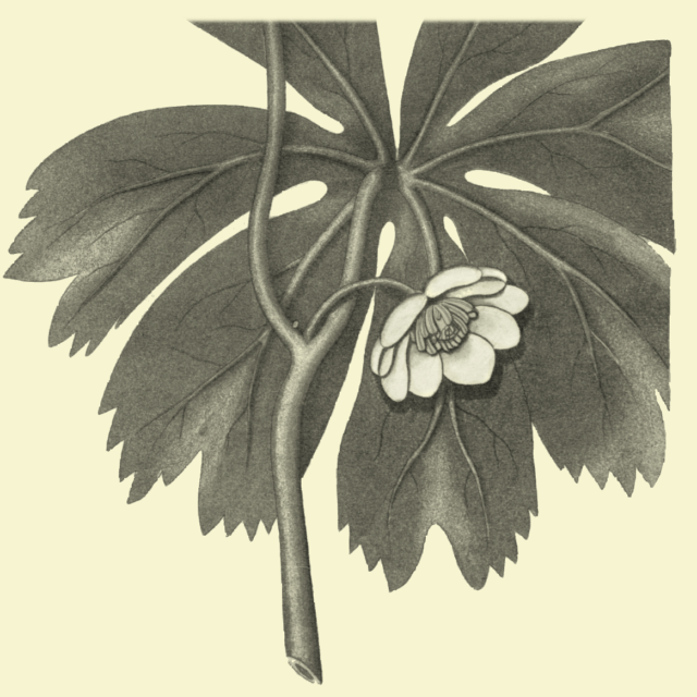 Ohio’s 15 species of frogs and toads at a glance | TrekOhio