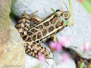 Ohio’s 15 species of frogs and toads at a glance | TrekOhio