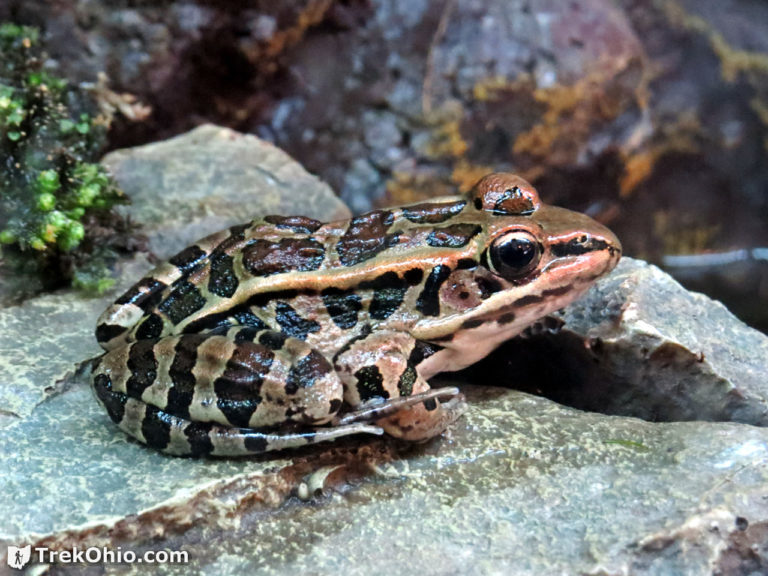 Ohio’s 15 species of frogs and toads at a glance | TrekOhio