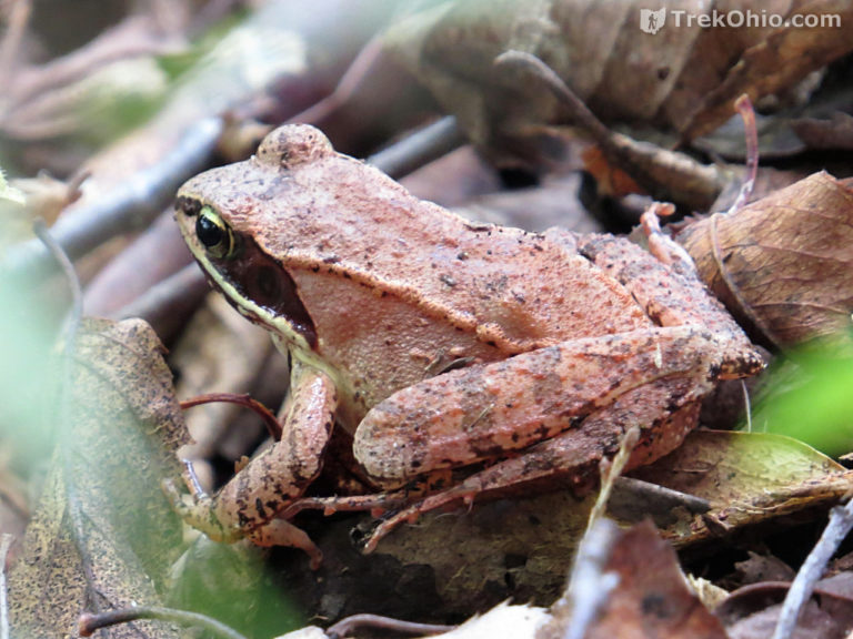 Ohio’s 15 species of frogs and toads at a glance | TrekOhio