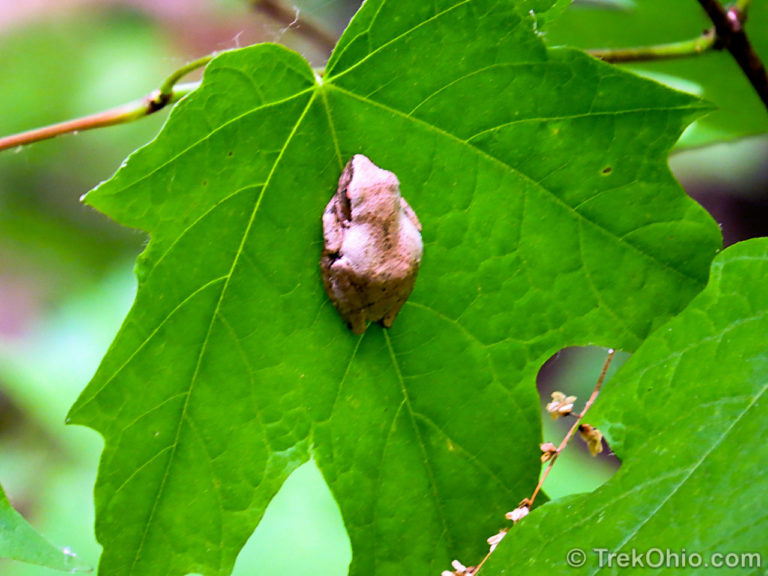 Ohio’s 15 species of frogs and toads at a glance | TrekOhio