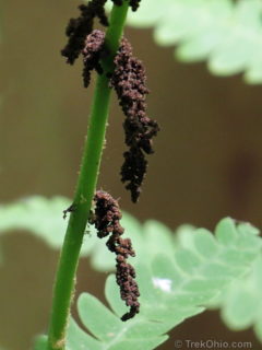 Basic Fern Identification | TrekOhio