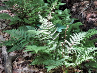 Basic Fern Identification | TrekOhio