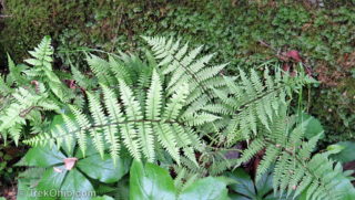 Basic Fern Identification | TrekOhio