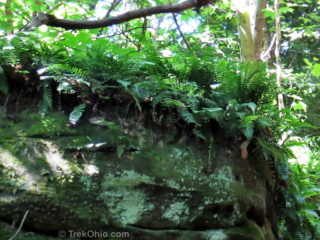 Basic Fern Identification | TrekOhio