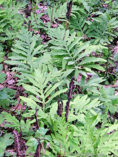 Basic Fern Identification | TrekOhio