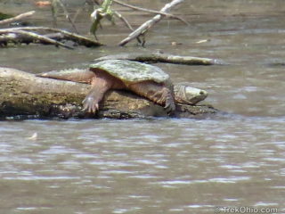 Ohio’s 12 species of turtles at a glance | TrekOhio