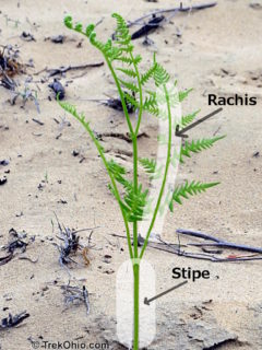 Basic Fern Identification | TrekOhio