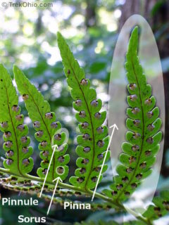 Basic Fern Identification | TrekOhio